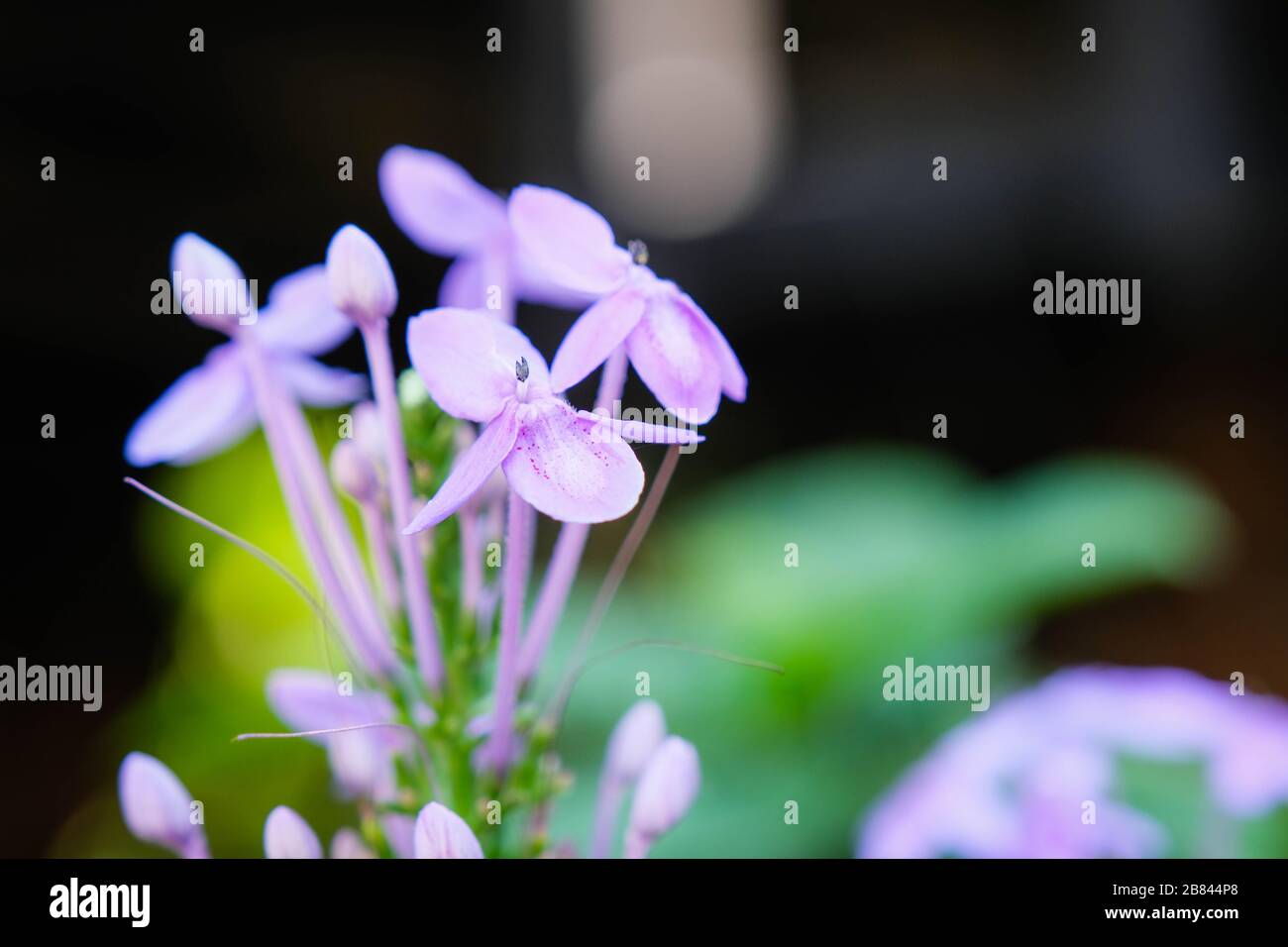 Needle flower hi-res stock photography and images - Alamy