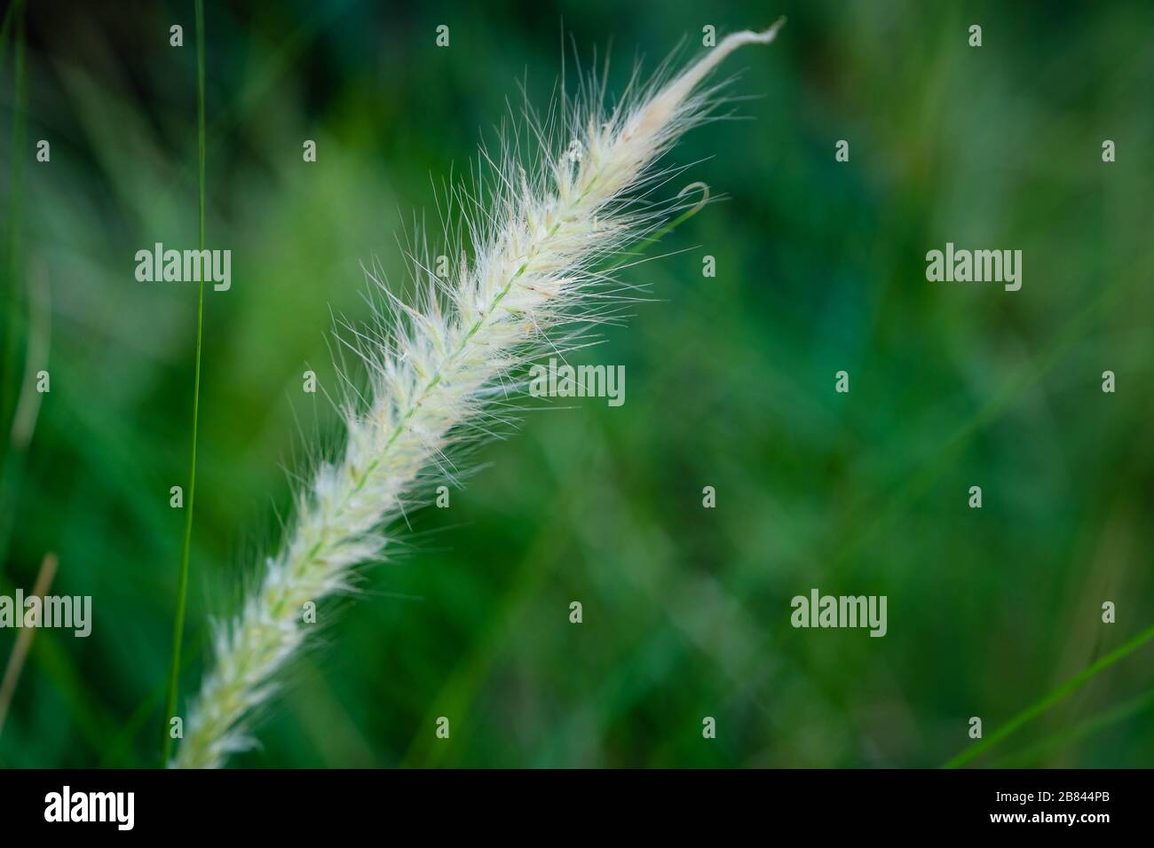 The Communist grass flowers in sunlight. Communist grass flower in ...