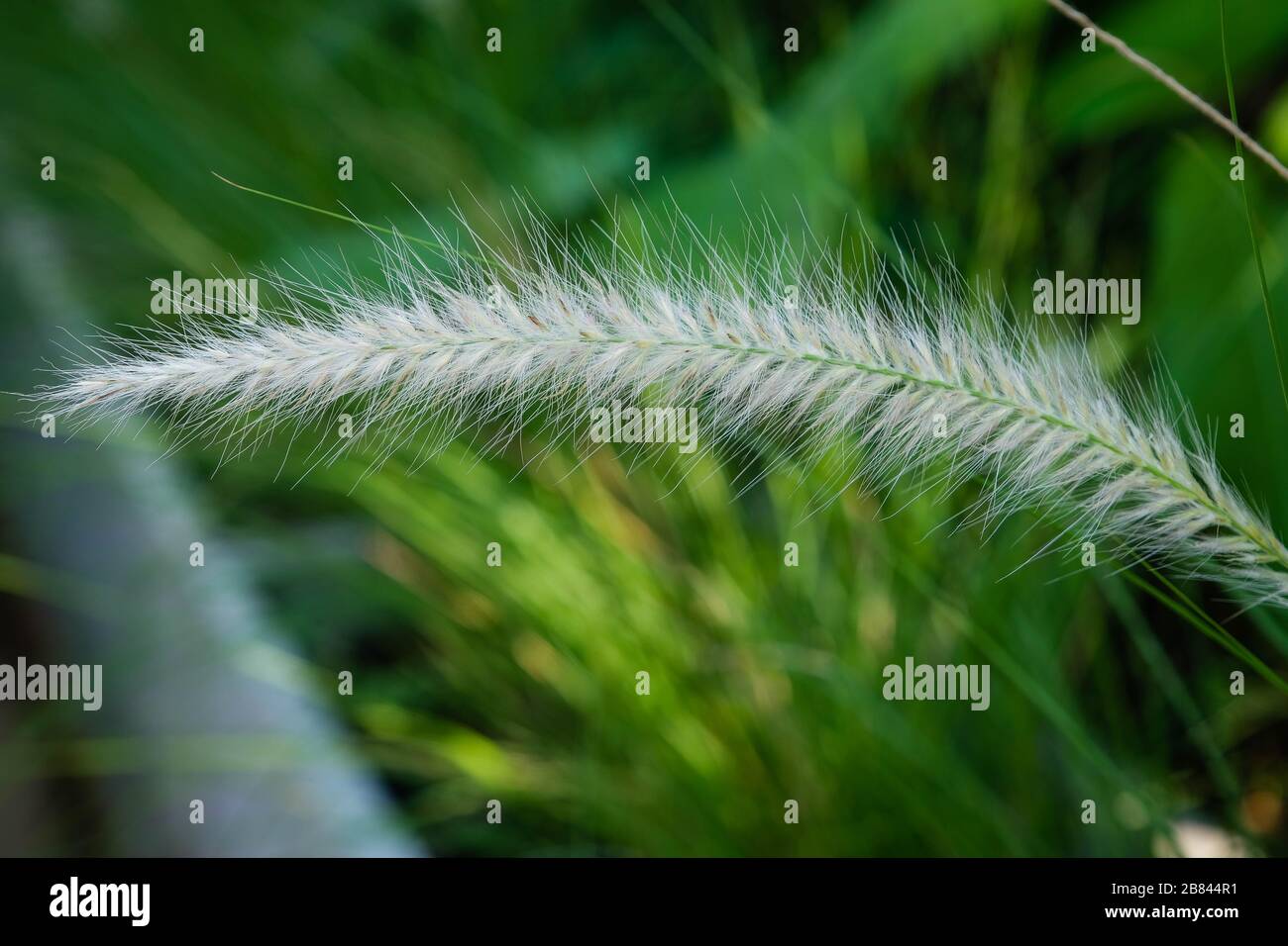 The Communist grass flowers in sunlight. Communist grass flower in ...
