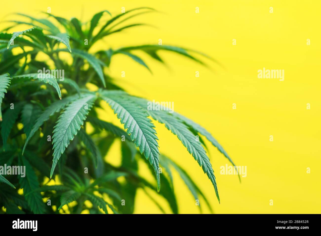 Cannabis plant, Marijuana on a yellow background with copy space Stock ...