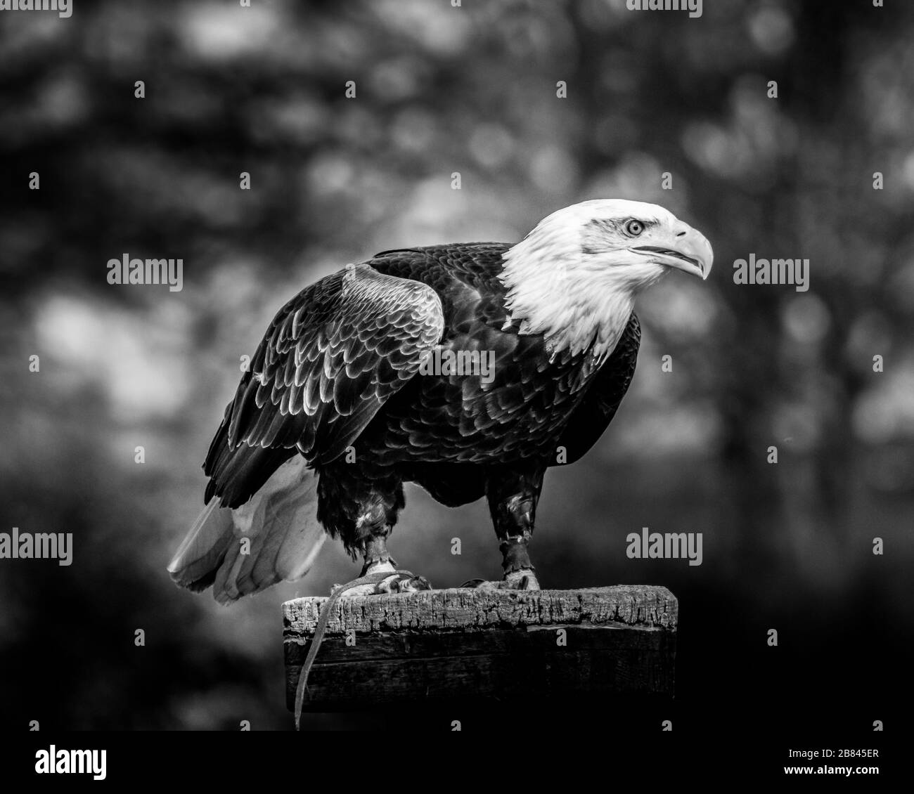 Endangered birds of prey Black and White Stock Photos & Images - Alamy