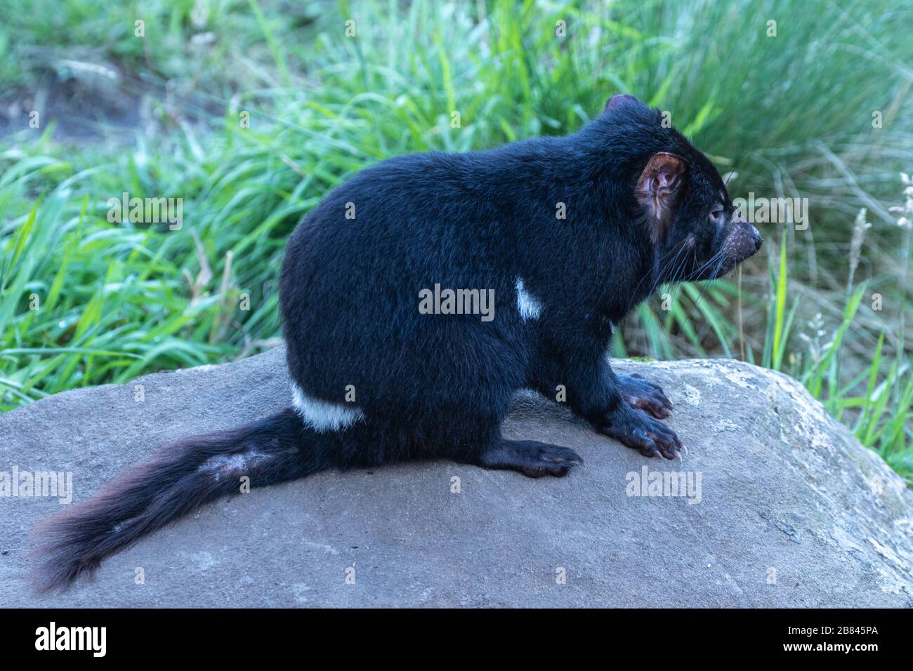 Tasmanian devil in tasmania australia hi-res stock photography and images - Alamy