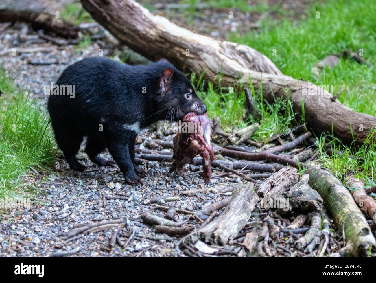 Tasmanian devil in tasmania australia hi-res stock photography and images - Alamy