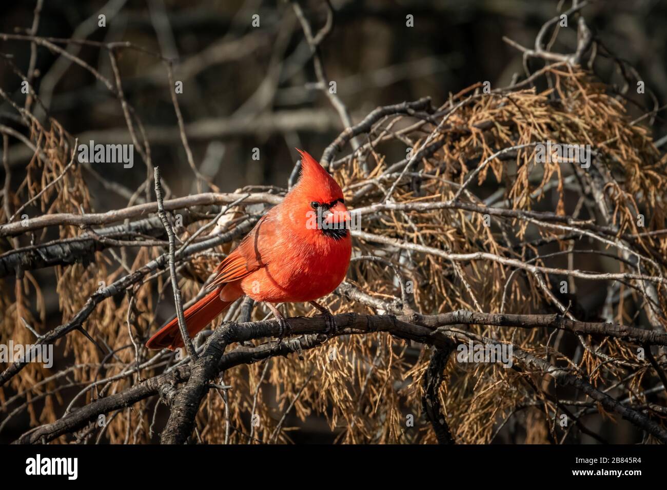Male Northern Cardinal (Cardinalis cardinalis) perched in a tree Stock ...