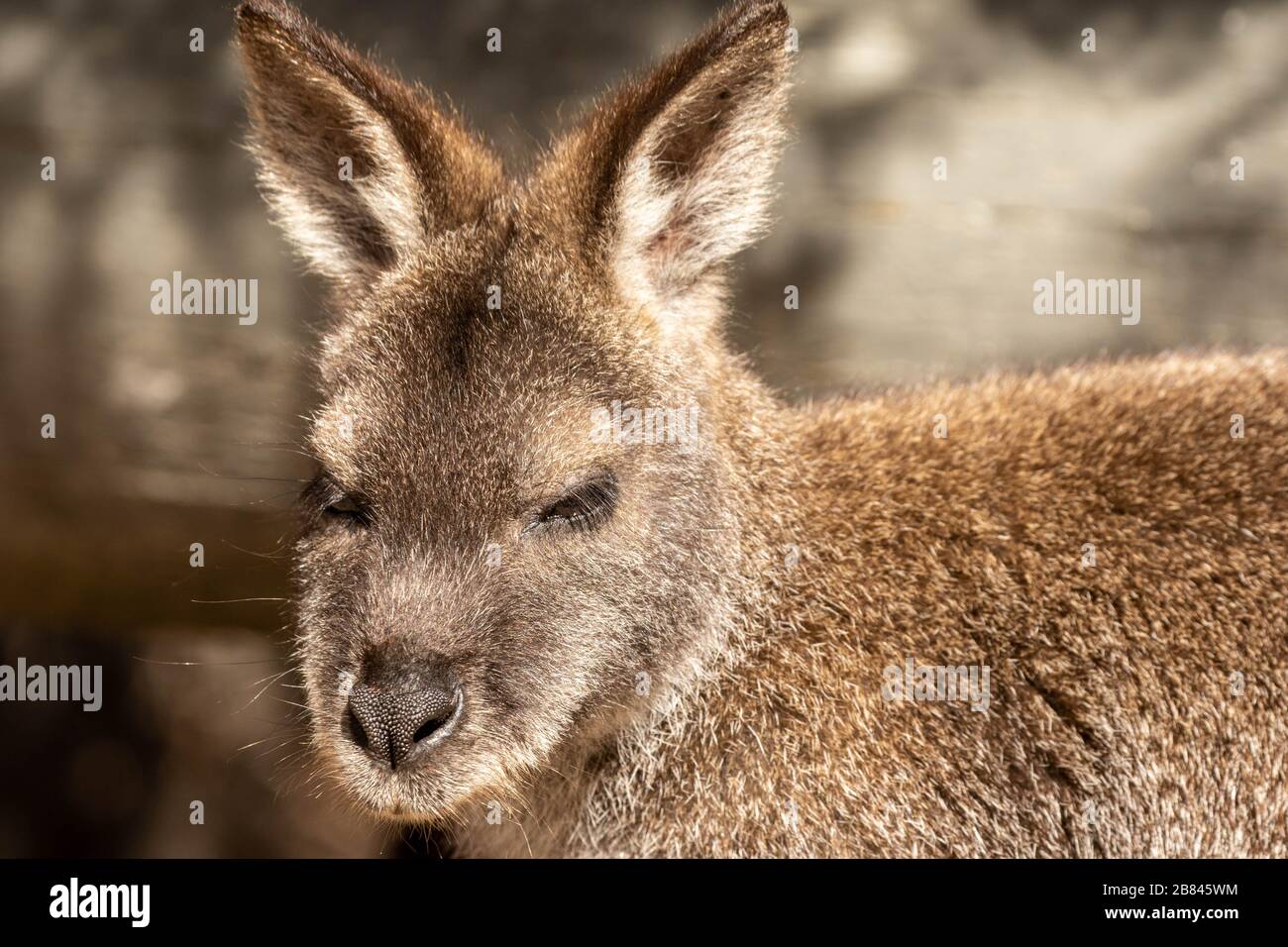 Pademelon in wild hi-res stock photography and images - Alamy