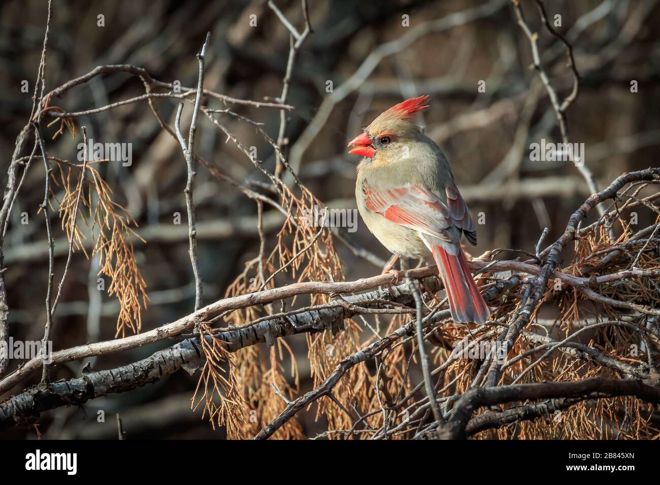 Female Northern Cardinal (Cardinalis cardinalis) perched in a tree ...