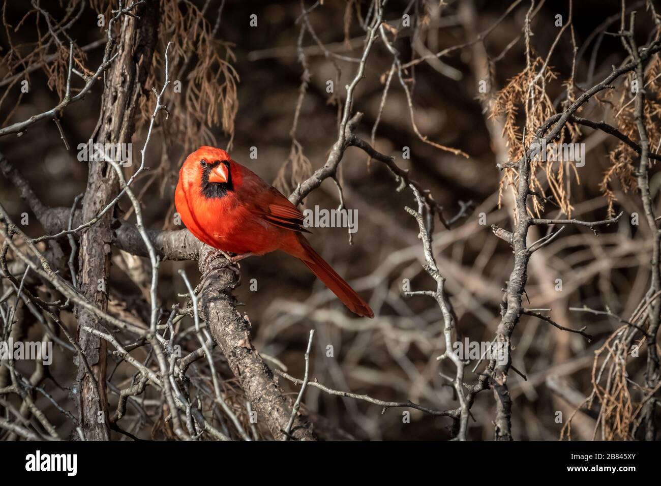 Male Northern Cardinal (Cardinalis cardinalis) perched in a tree Stock ...