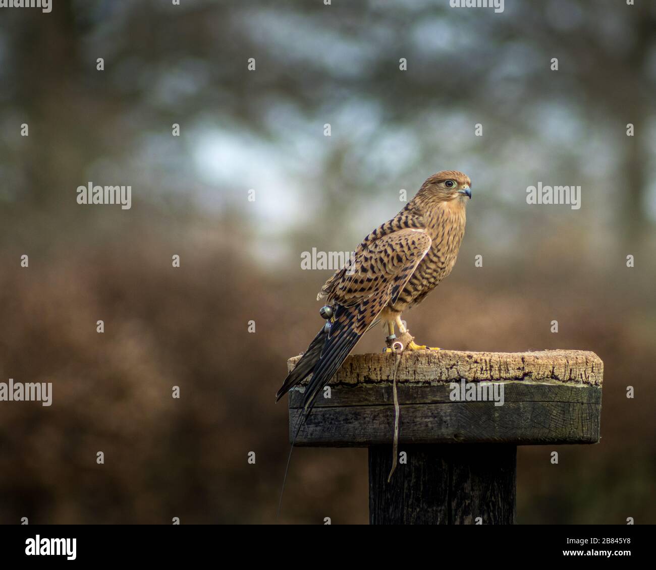 Symbol of the rspb hi-res stock photography and images - Alamy