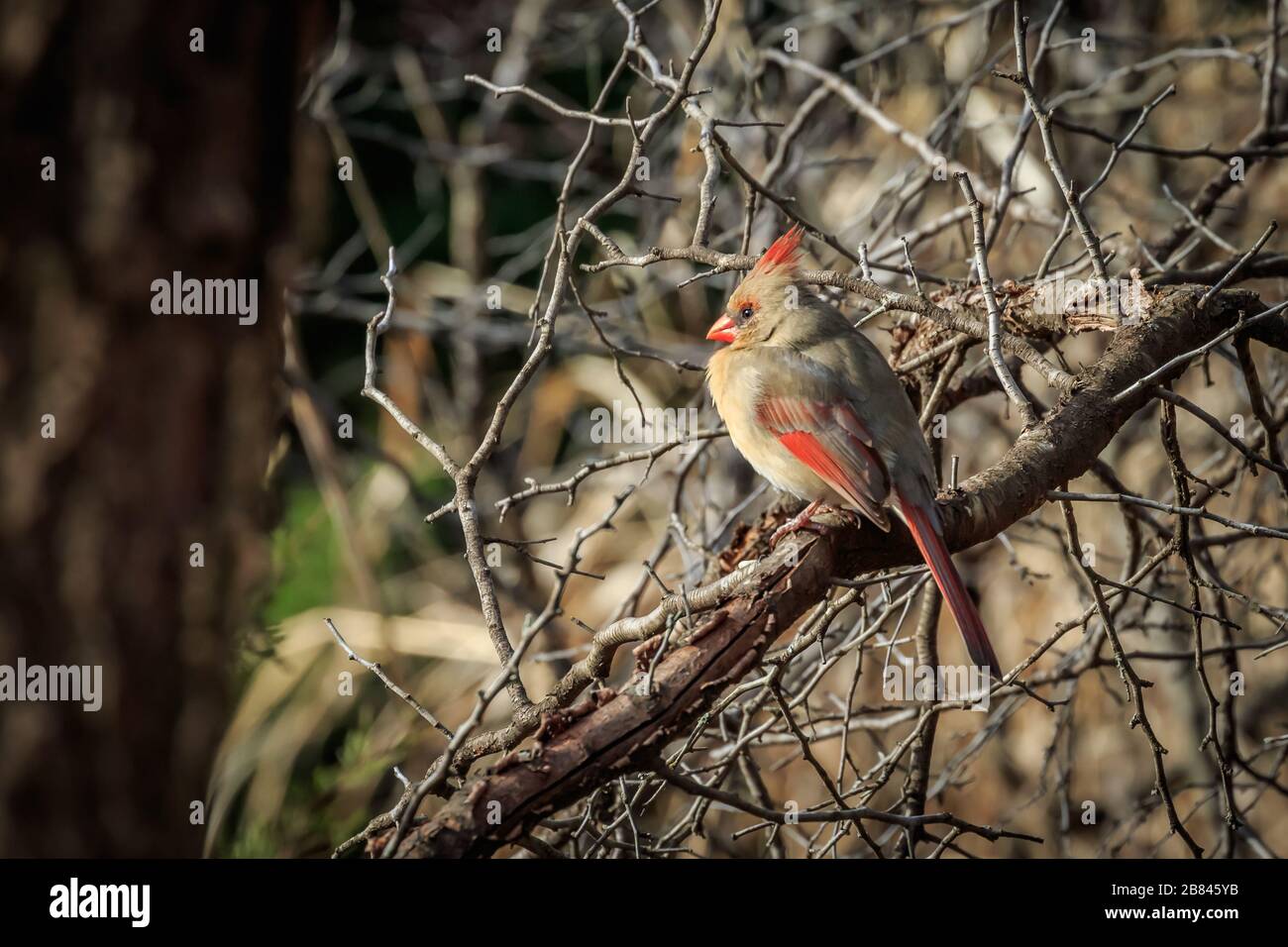 Female Northern Cardinal (Cardinalis cardinalis) perched in a tree ...