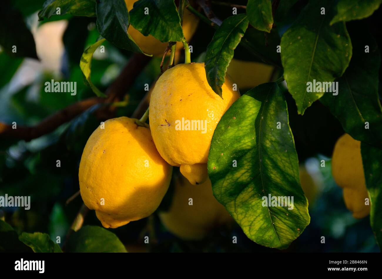 Lemonade tree hi-res stock photography and images - Alamy