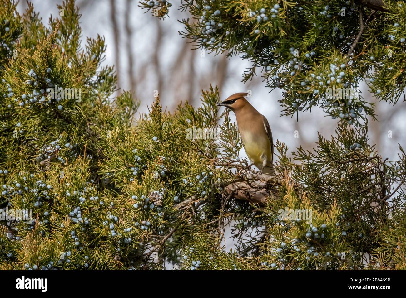 Cedar Waxwing (Bombycilla cedrorum) in a tree Stock Photo - Alamy