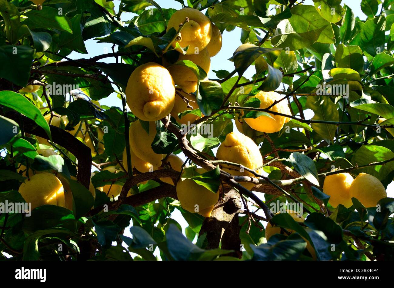 Lemonade tree hi-res stock photography and images - Alamy