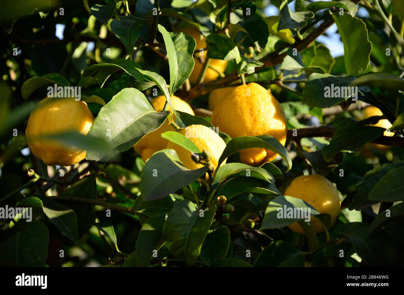 Lemonade tree hi-res stock photography and images - Alamy