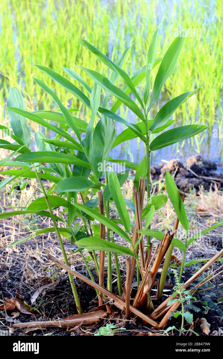 Ginger Galangal tree herb plantation, Herb Ginger Galangal Stock Photo ...