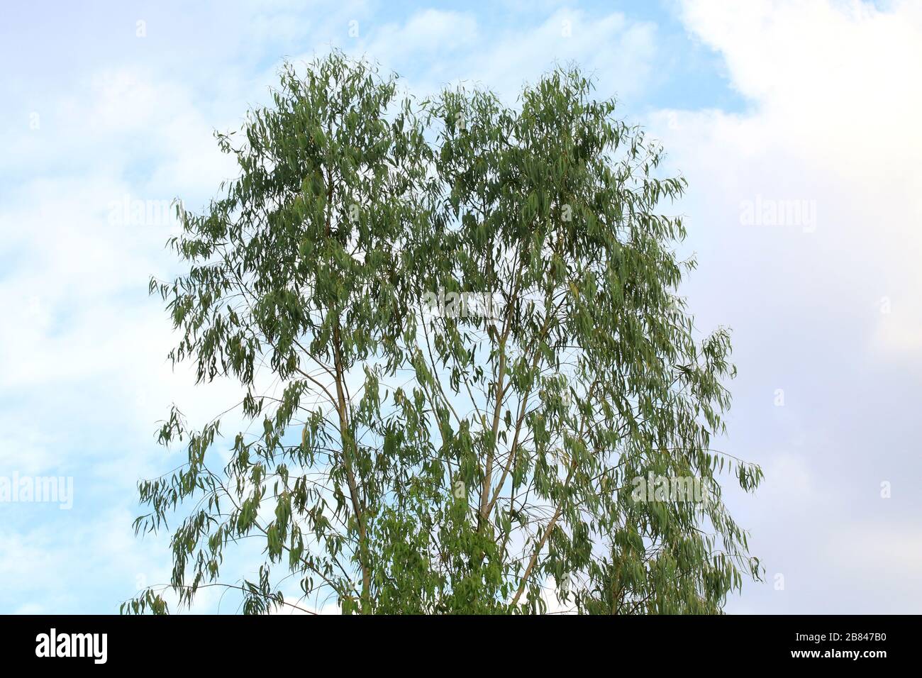 eucalyptus leaves tree for manufacturing industry eucalyptus oil and ...