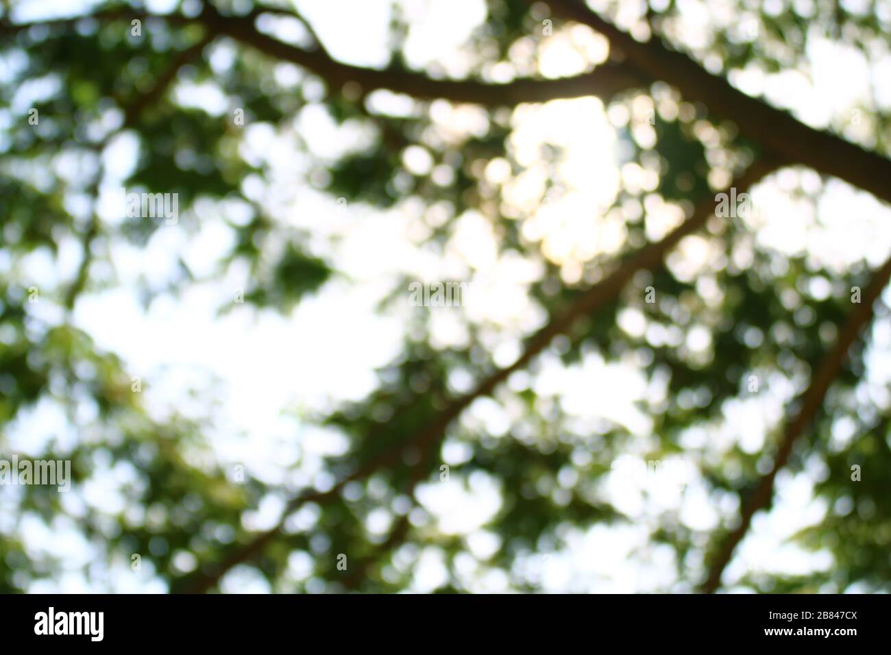 Background blurred tree green nature bokeh blurred sunlight Stock Photo ...