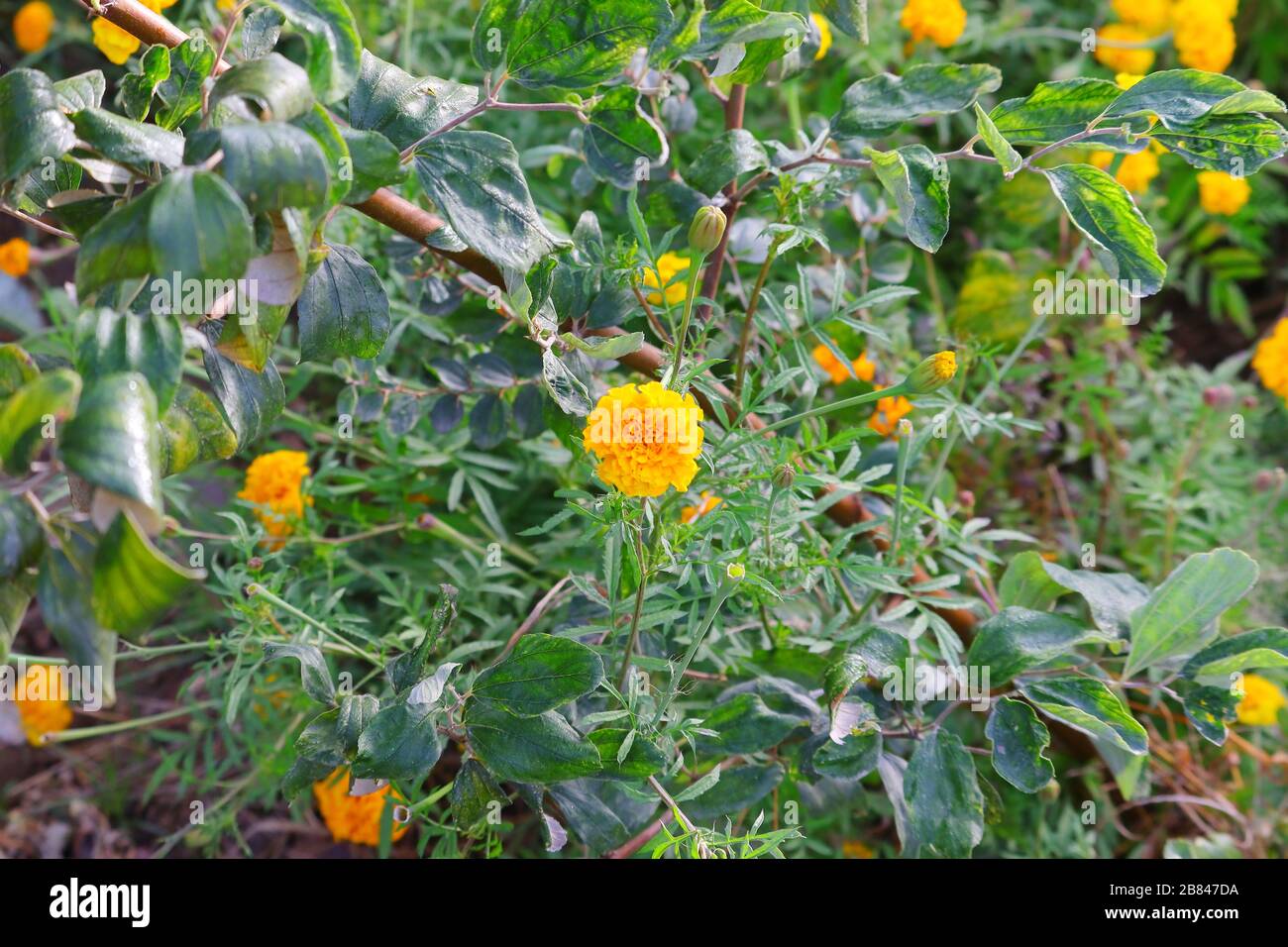 full bloom marigold flower in farm , marigold plant in nature Stock ...