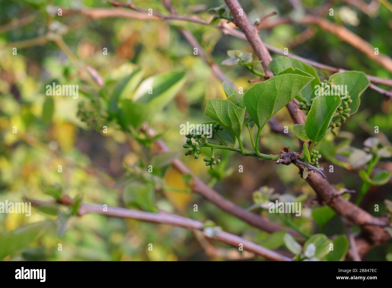 Common names include fragrant manjack, snotty gobbles, cummingcordia ...