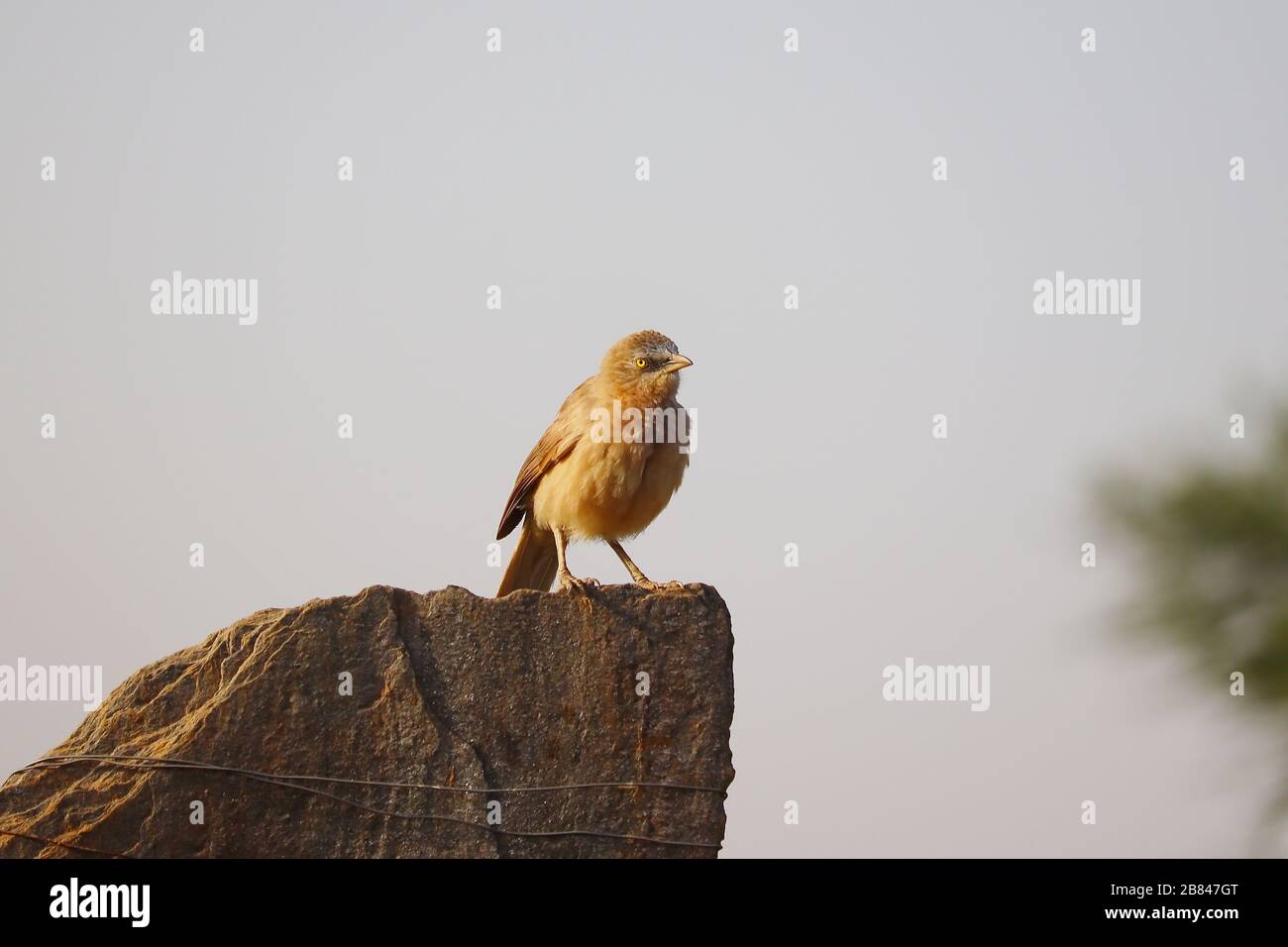 Hummingbird rest on flower hi-res stock photography and images - Alamy