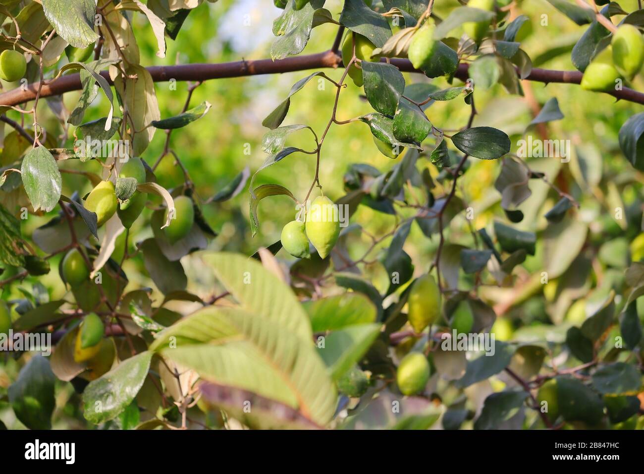 Jujube hanging with tree hi-res stock photography and images - Alamy