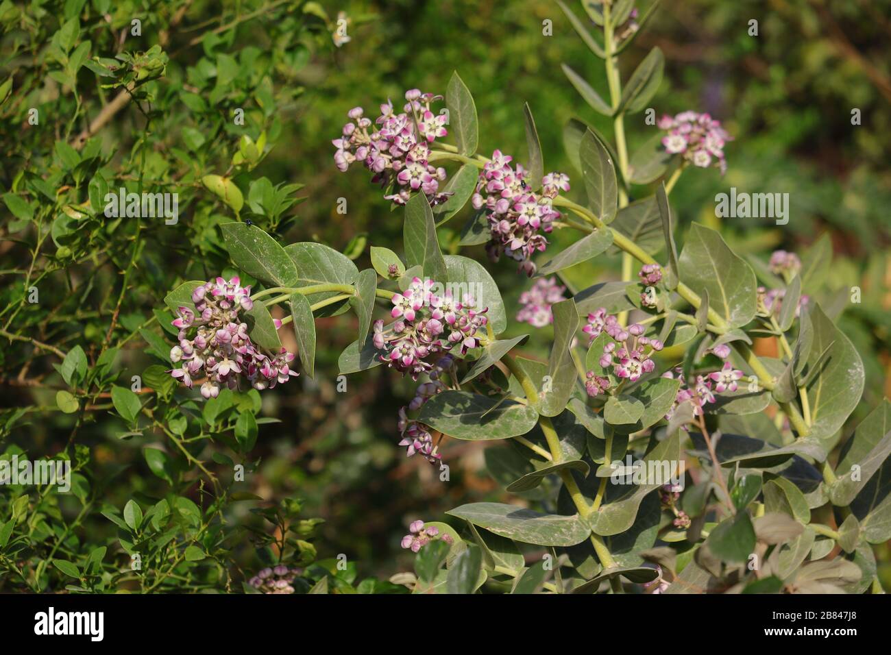 Calotropis gigantea, Flowers of the Calotropis gigantea herbal plant in ...