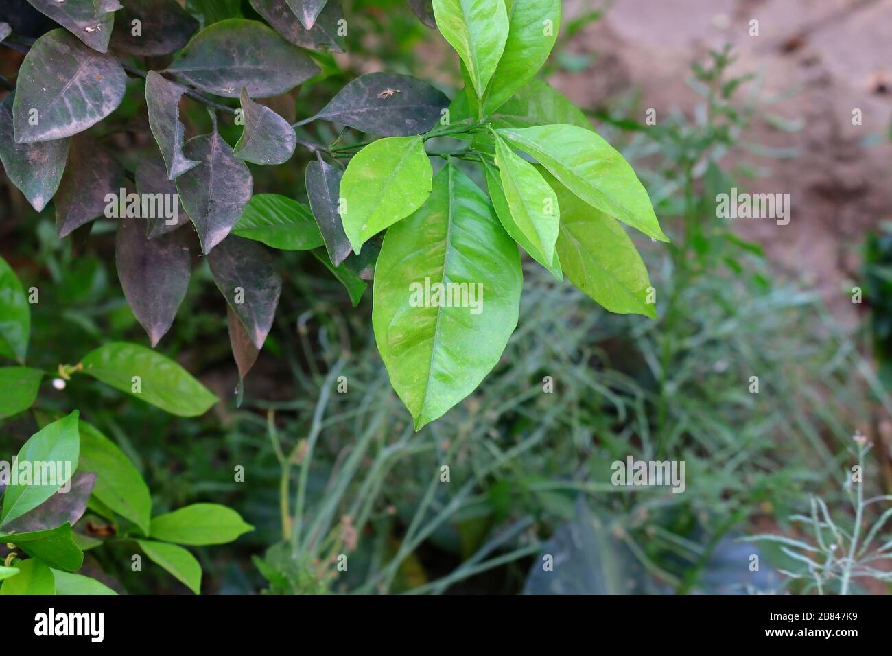 lemon leaves, close up of lemon leaves for texture Stock Photo - Alamy