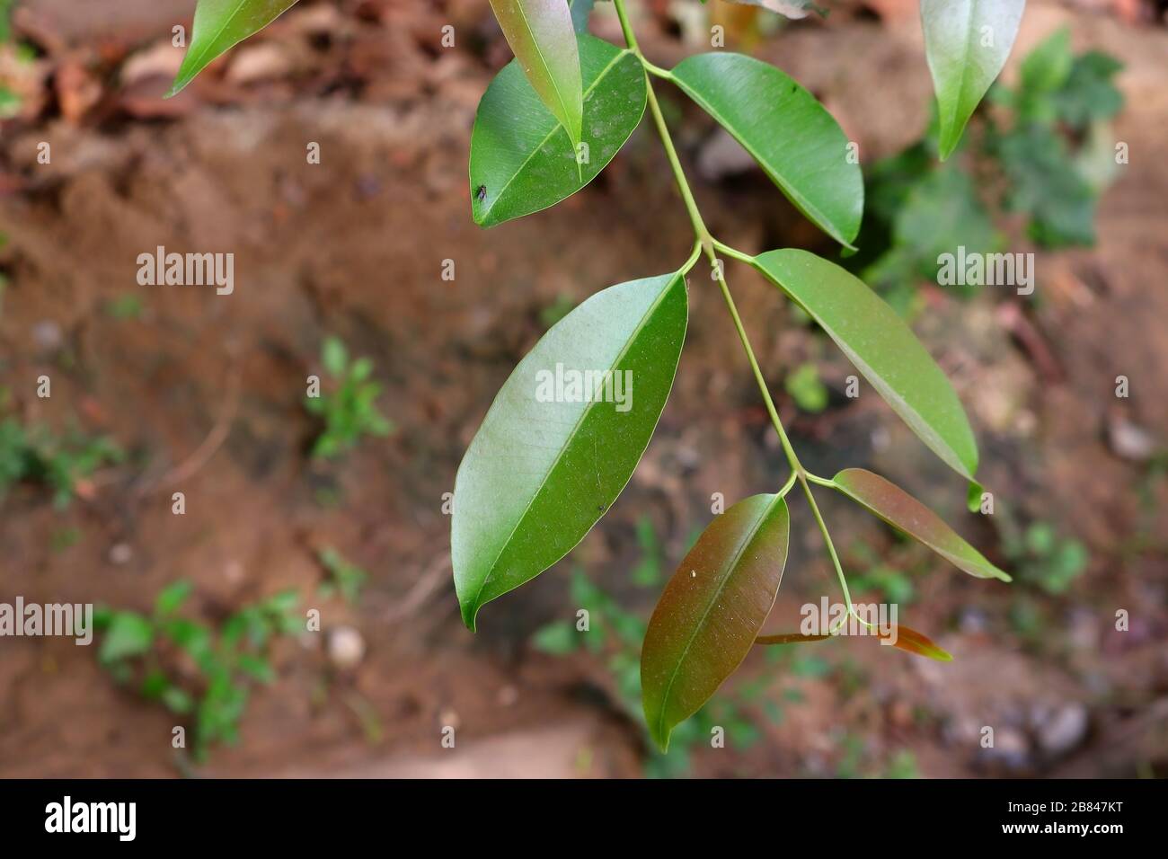 Jambolan plum, Java plum (Syzygium cumini) leaf Stock Photo - Alamy
