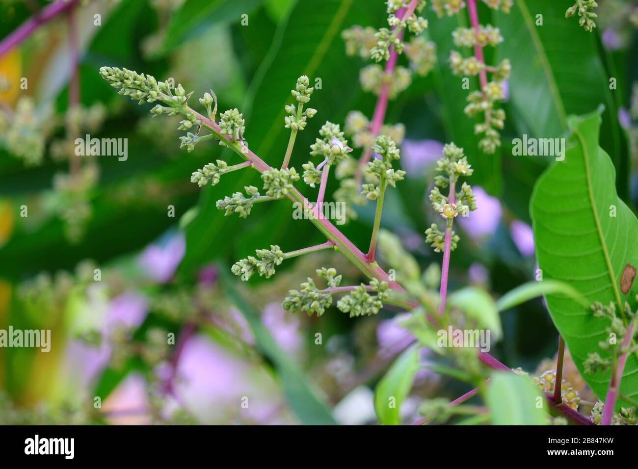 mango flowers full blooming in garden, mango tree Stock Photo - Alamy