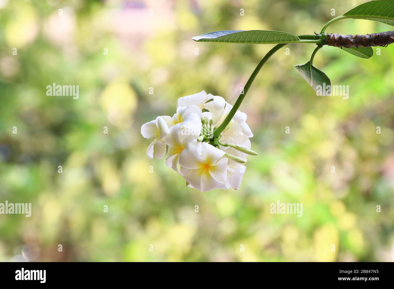 White flowers in shape hi-res stock photography and images - Alamy