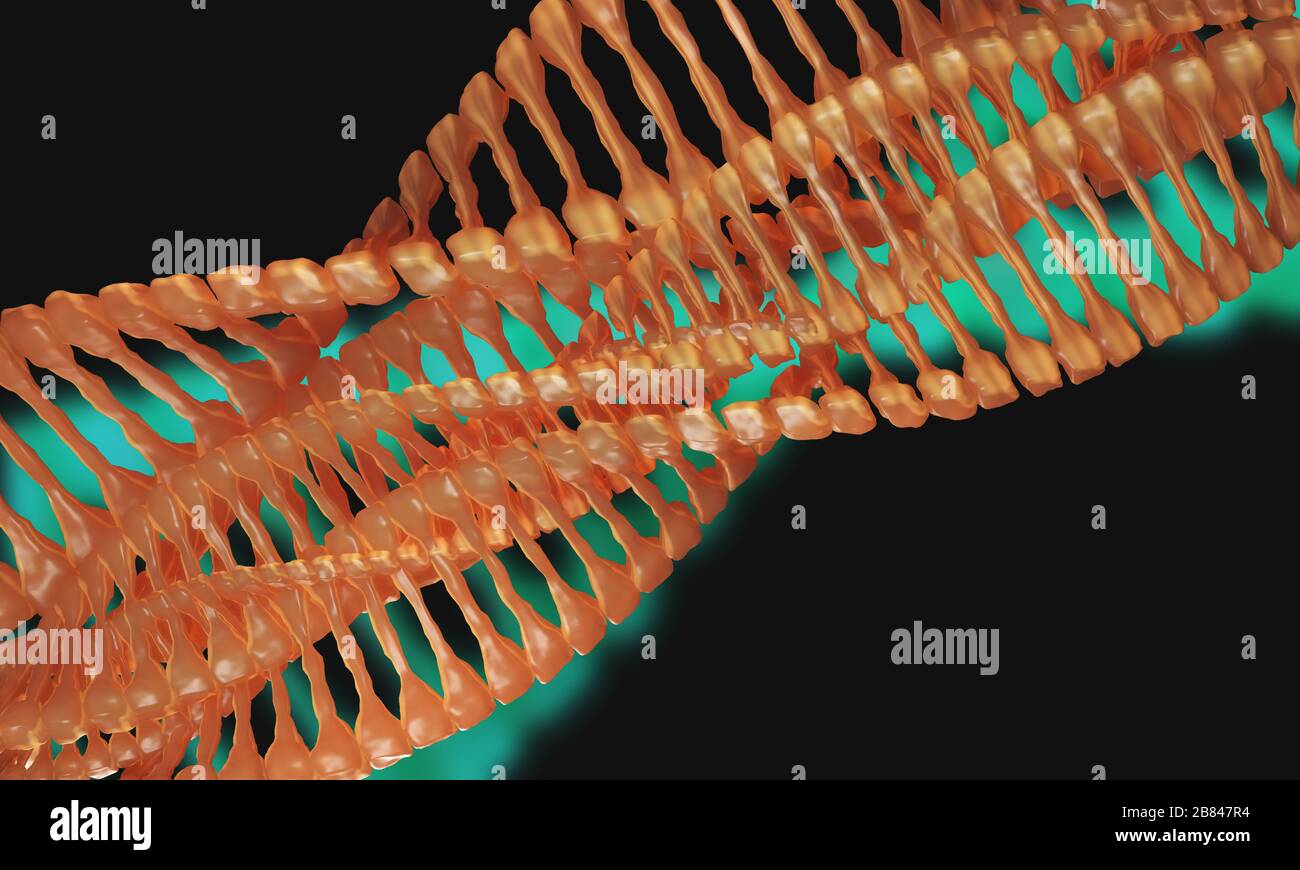 Digital 3d model of DNA structure,3d Rendering Stock Photo - Alamy