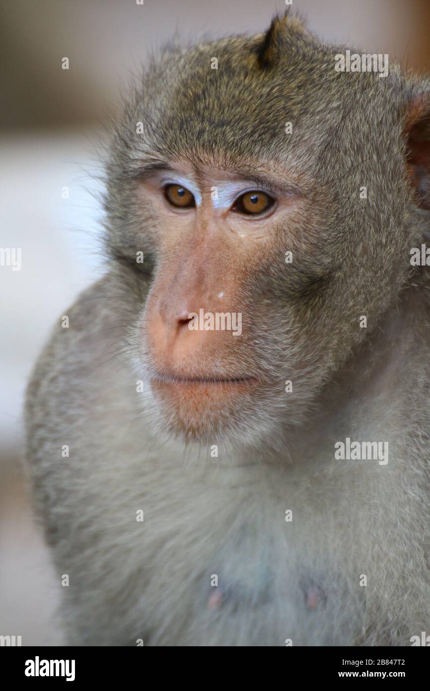 Monkey, Monkey face portrait, Jungle Monkey close up, Monkey Ape Stock ...