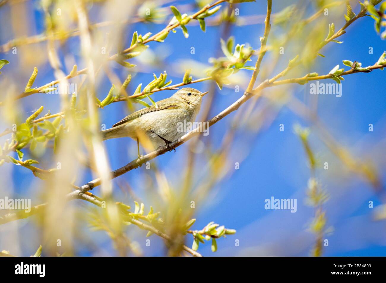 Dusky Warbler (Phylloscopus fuscatus) on a tree Stock Photo - Alamy