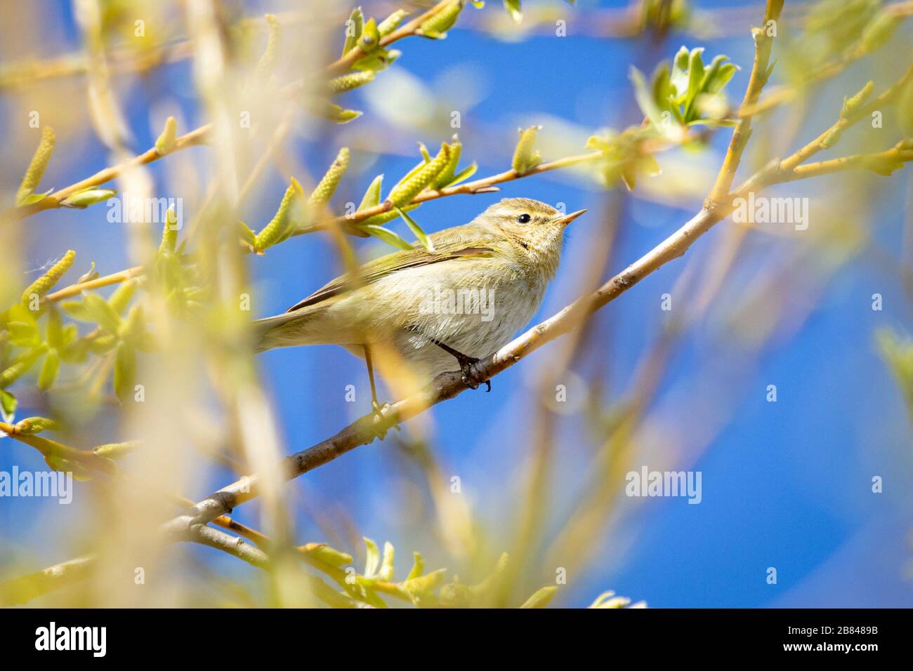 Dusky Warbler (Phylloscopus fuscatus) on a tree Stock Photo - Alamy