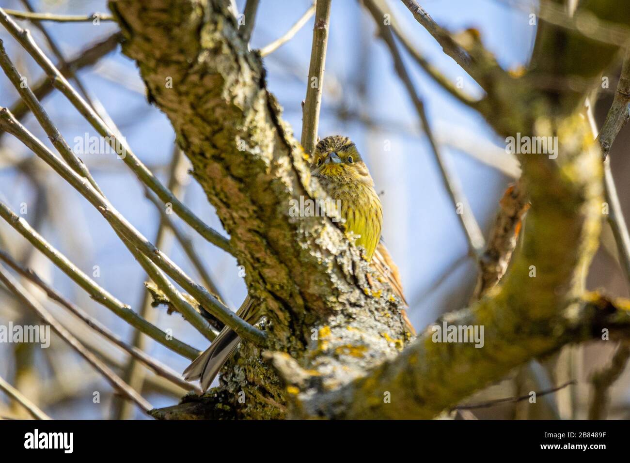 Beautiful serin hi-res stock photography and images - Alamy