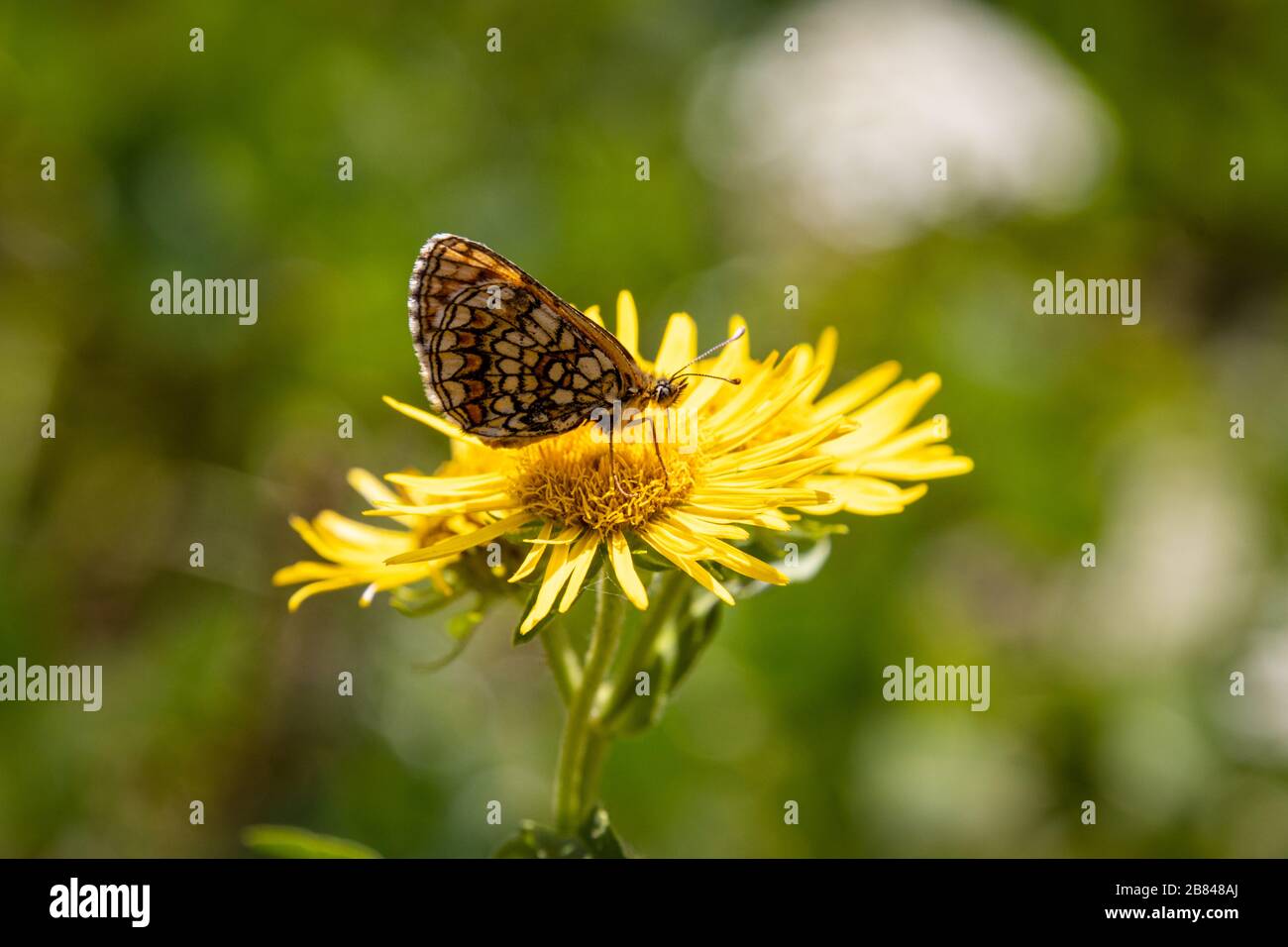 Small brown butterfly hi-res stock photography and images - Alamy