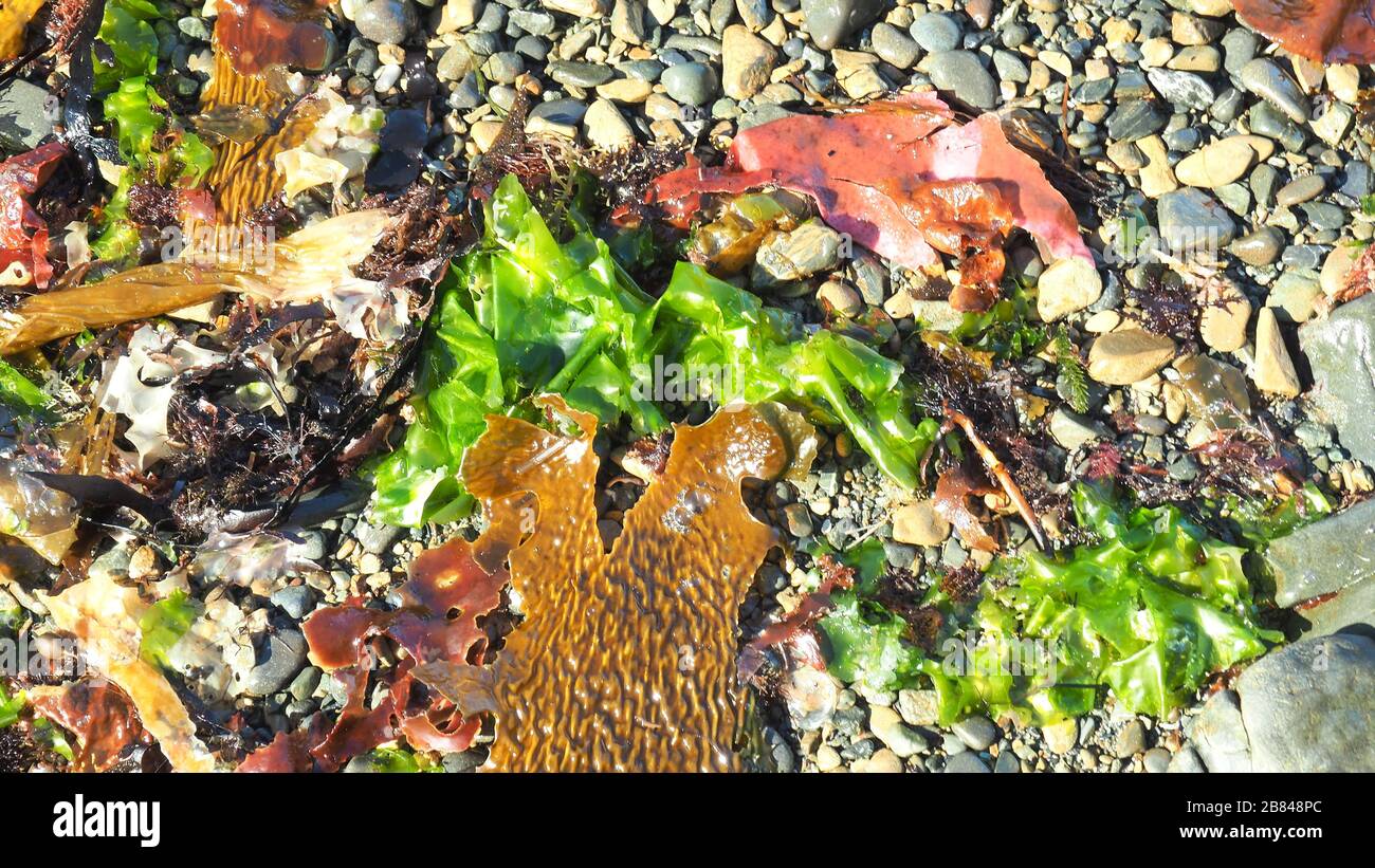 Colourful seaweed washed up and spread over rocks at Makara, Wellington ...