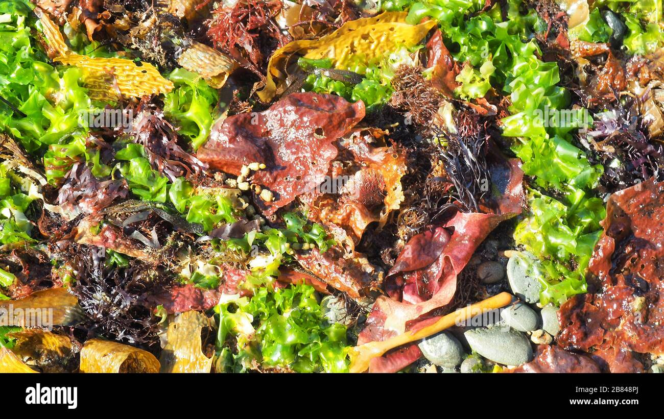 Washed up seaweed looking like plastic hi-res stock photography and ...