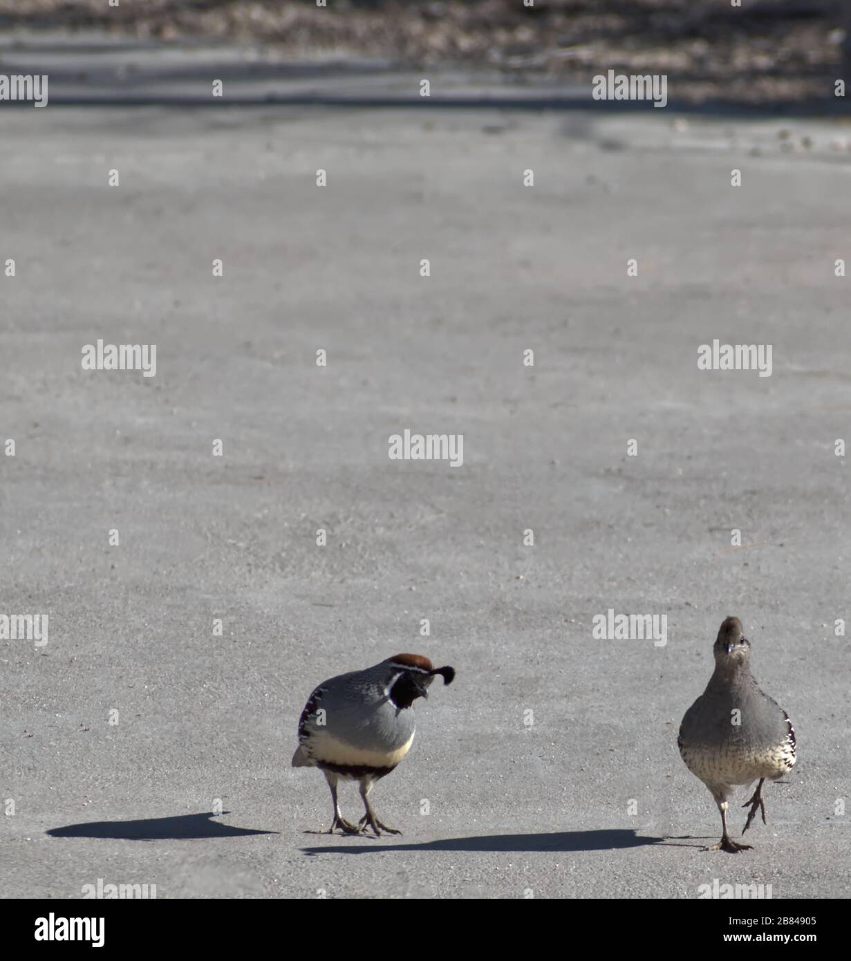 Cautious animals hi-res stock photography and images - Alamy