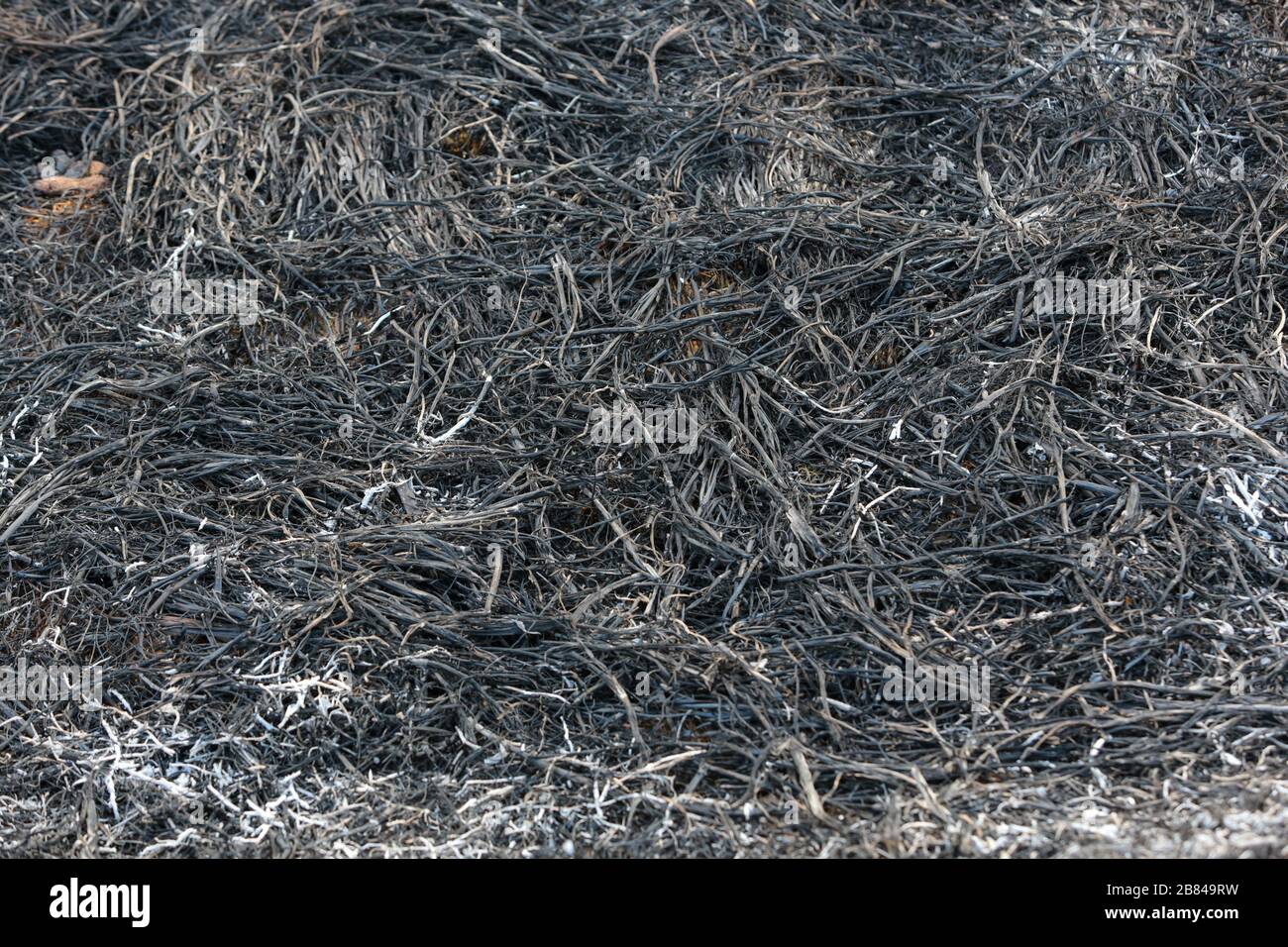 Background texture burnt grass, ash a grass Stock Photo - Alamy