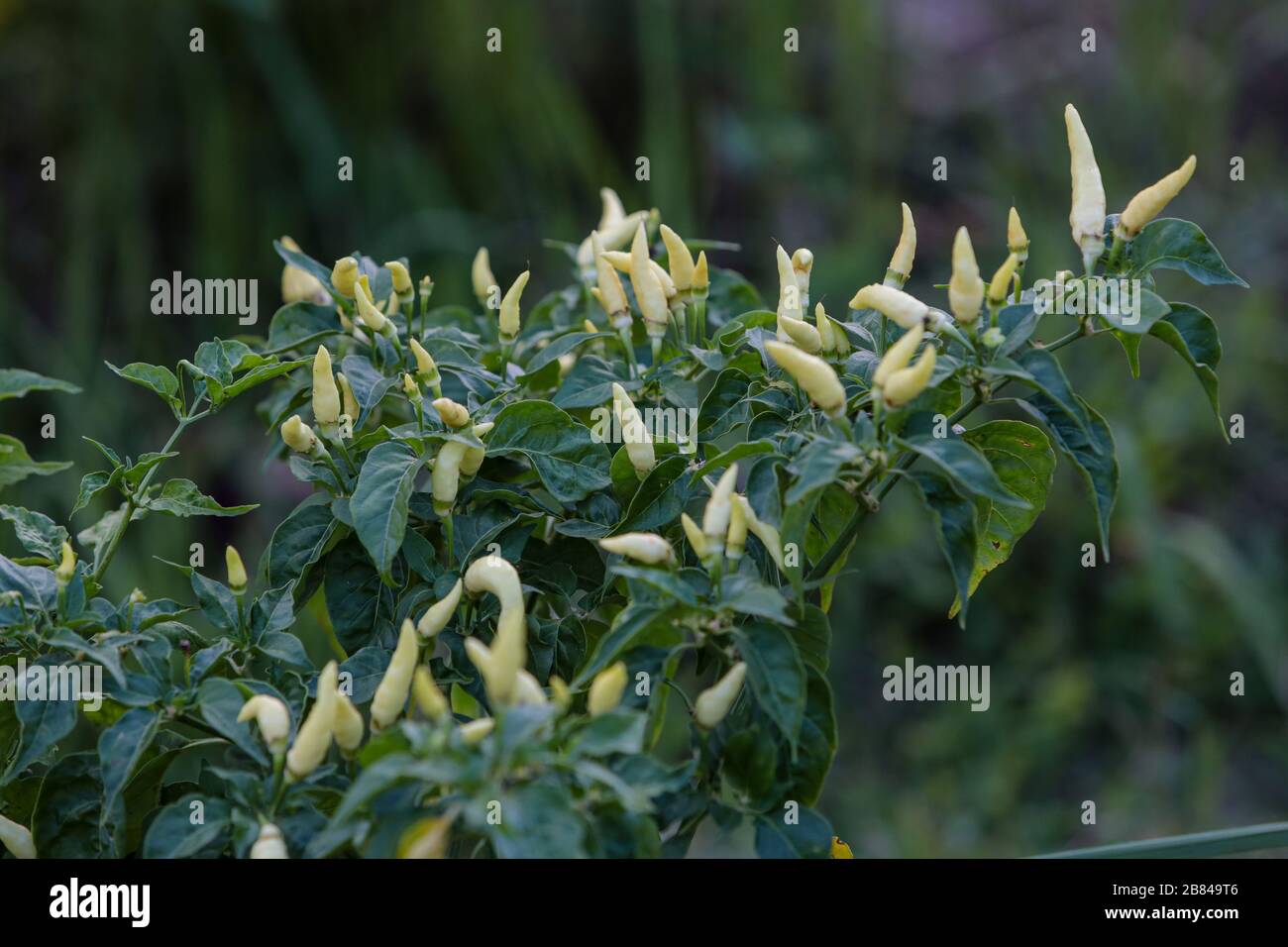 White chili tree in the vegetable garden Stock Photo - Alamy