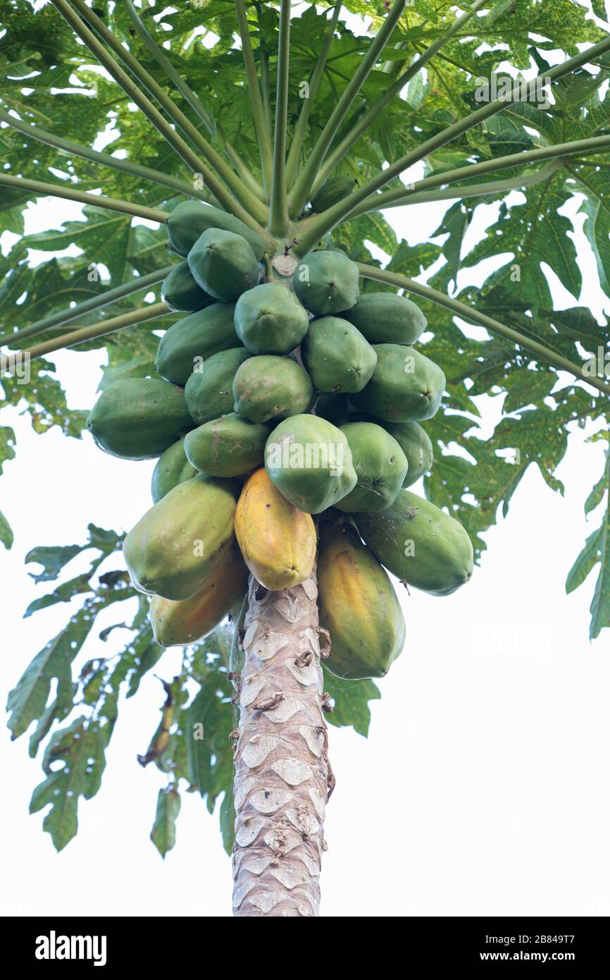 Bunch of papayas fruit on the tree isolated on a white background Stock ...