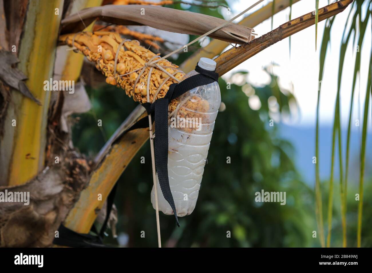 Palm toddy drink hi-res stock photography and images - Alamy