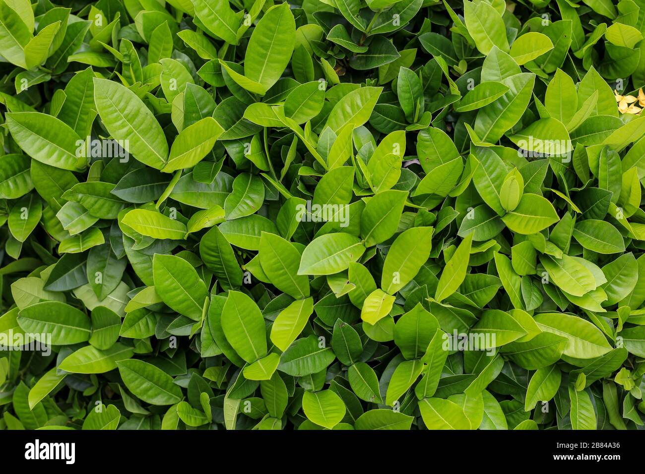 Seamless tileable texture green hi-res stock photography and images - Alamy