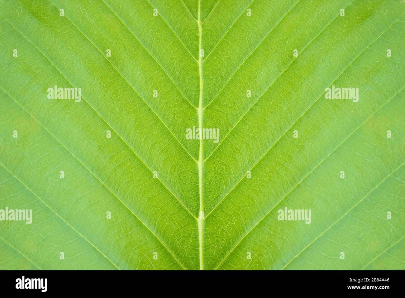 Closeup green leaf texture background in tropical forest. Concept of ...