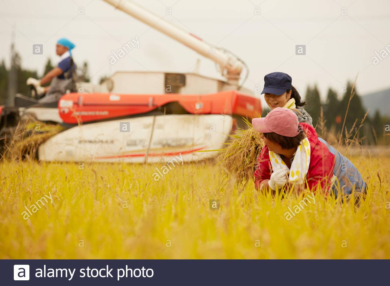 Harvesting Machine In Rice Paddy Stock Photos & Harvesting Machine In ...