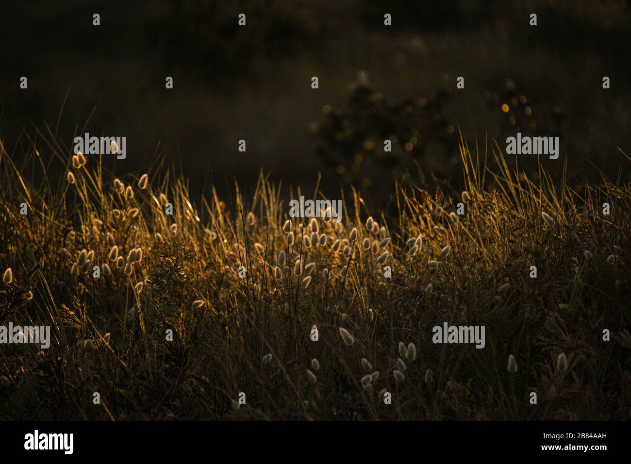 Grass with sunset hi-res stock photography and images - Alamy