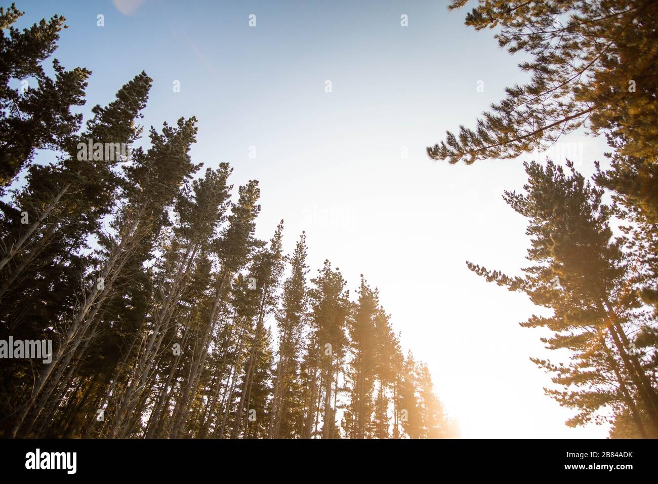 pine trees in sunlight outside Stock Photo - Alamy