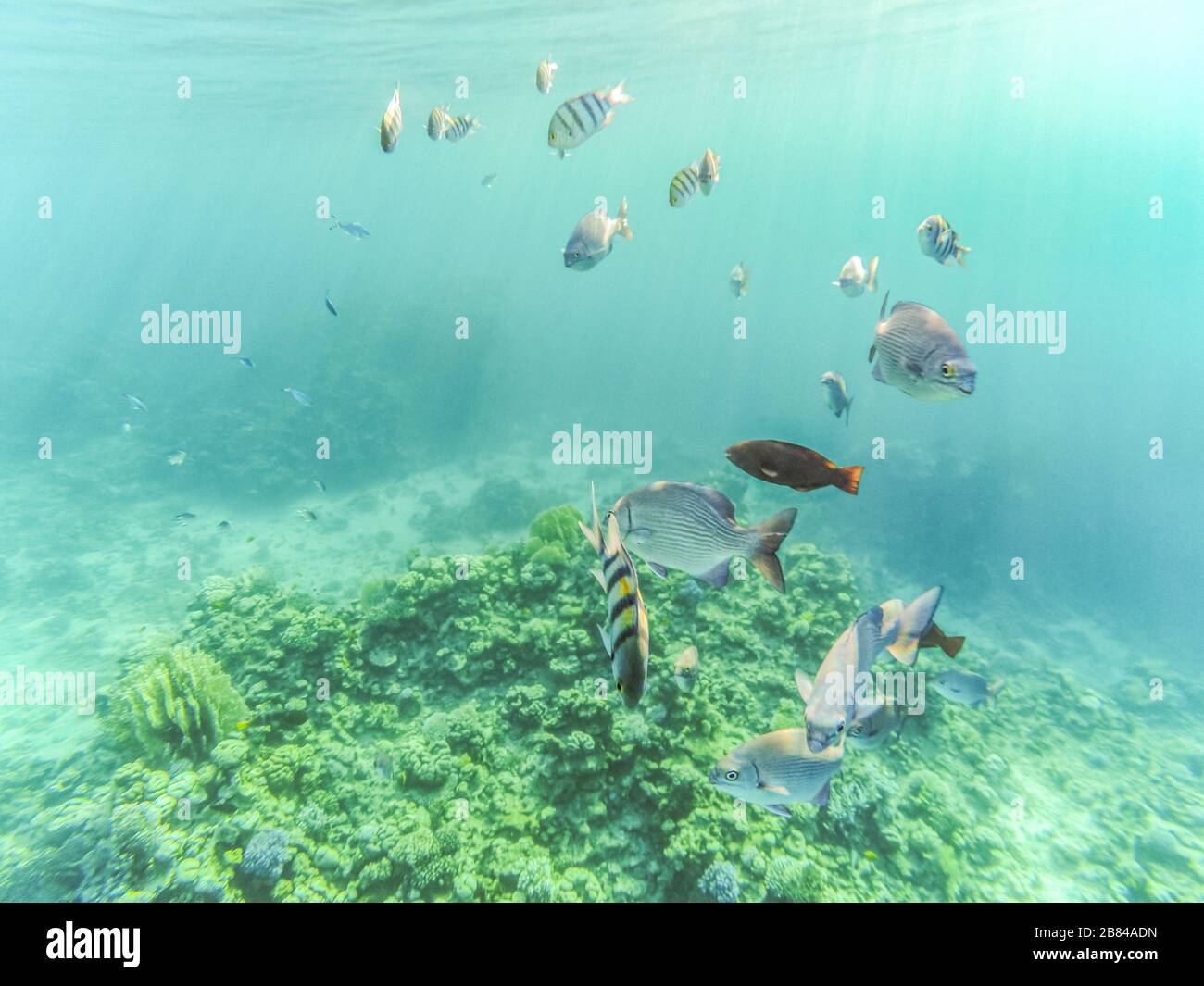 Fish in the sea - common abudefduf, crucian carp, sailing zebrosome ...
