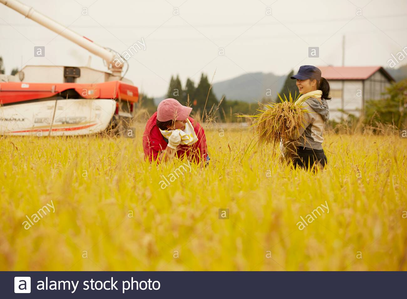 Japanese Rice Farmer High Resolution Stock Photography and Images - Alamy