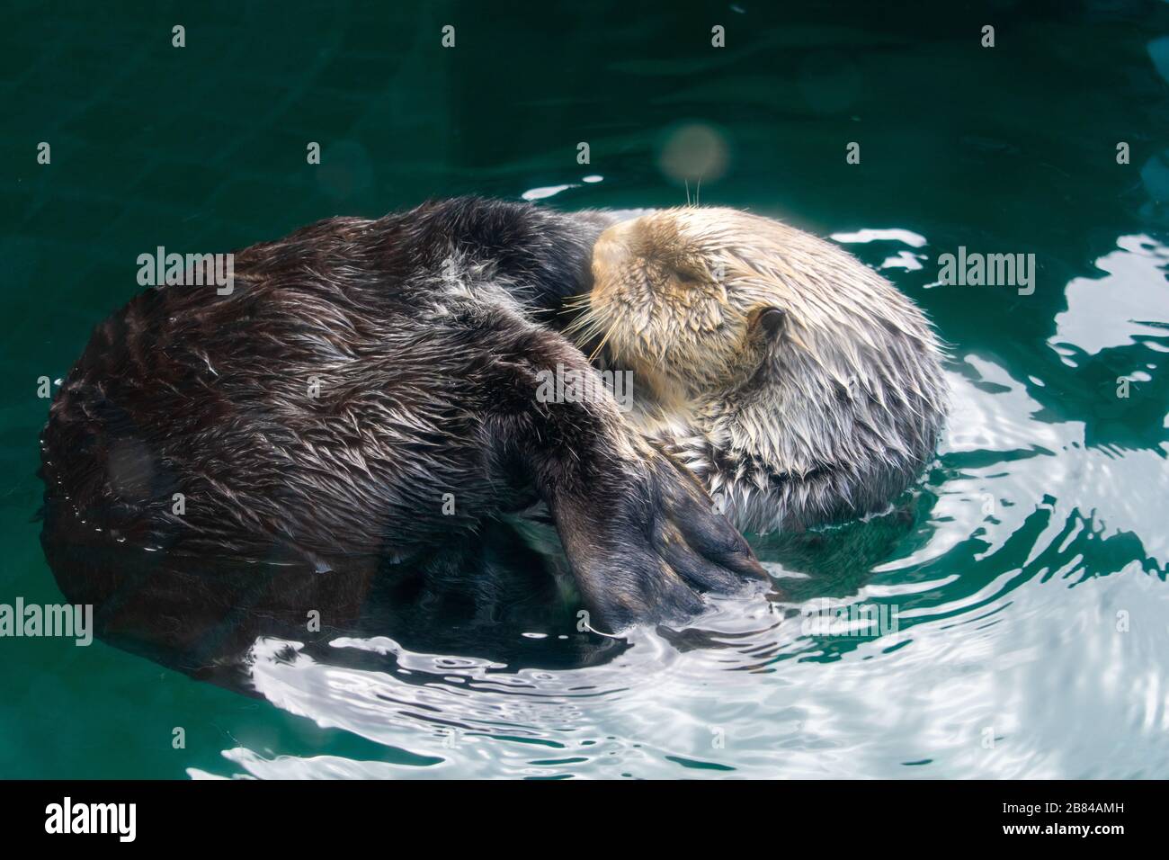 Sea otter grooming hi-res stock photography and images - Alamy